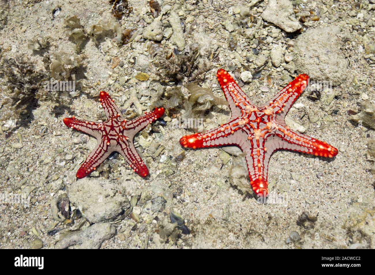 The red-knobbed starfish (Protoreaster linckii), also known as the red ...