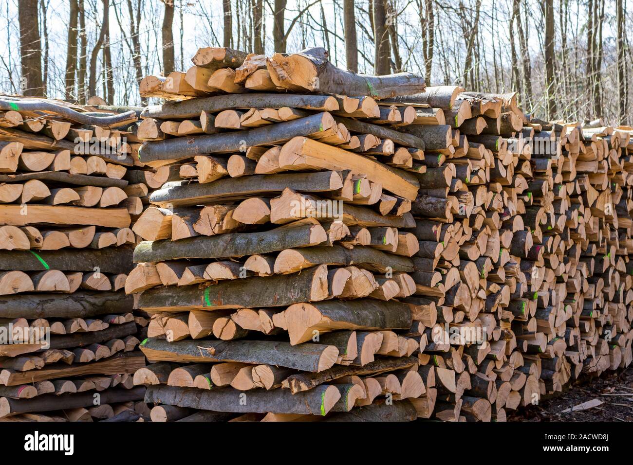 Trunks cut to size Stock Photo - Alamy