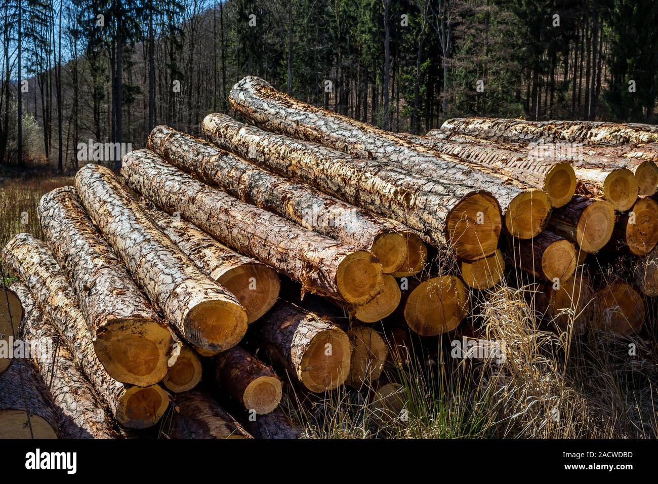 Trunks cut to size Stock Photo - Alamy