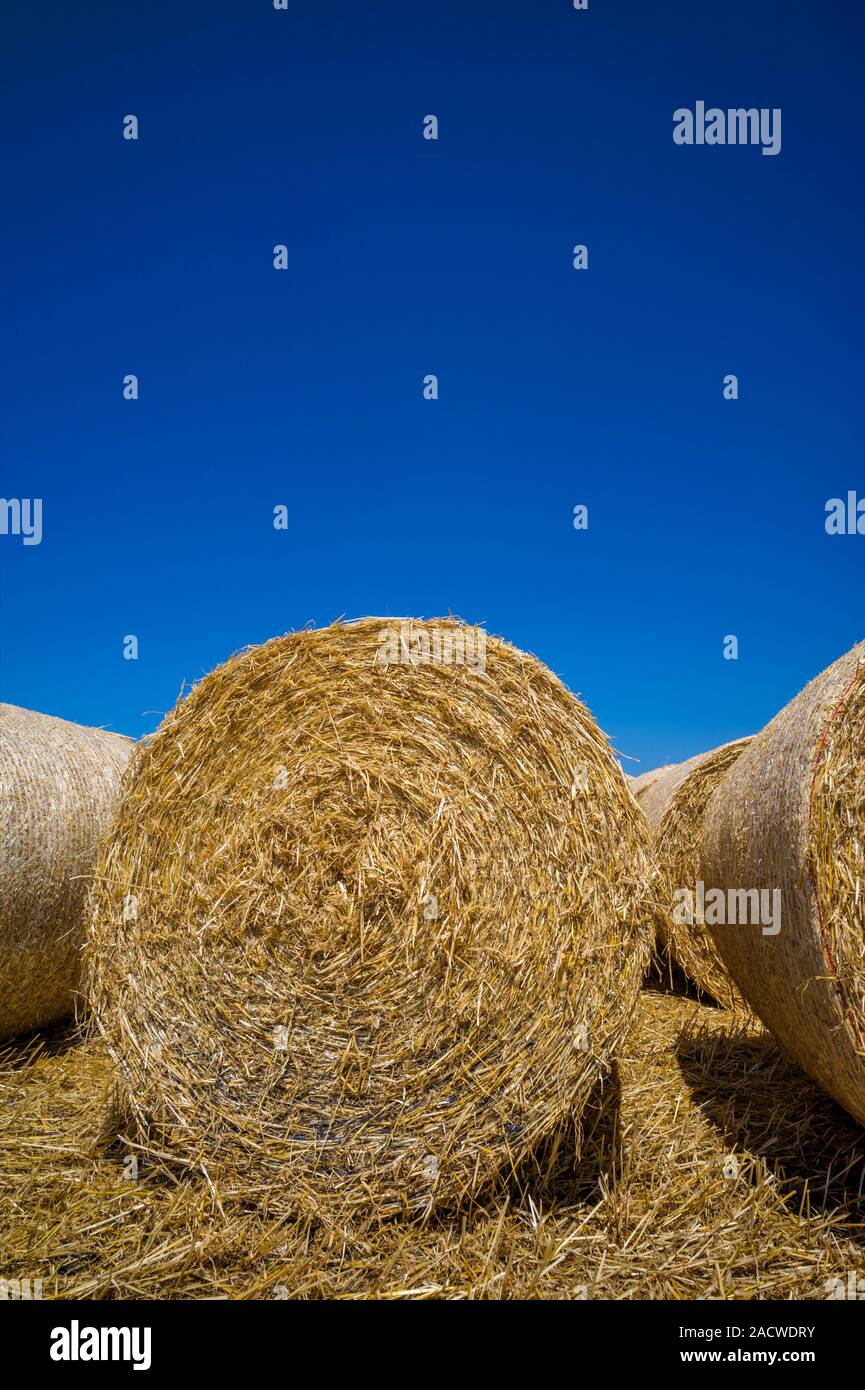 Grain bales from straw Stock Photo - Alamy