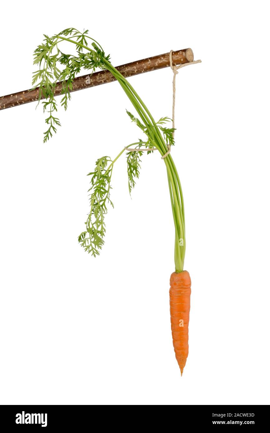 Stick to plan hi-res stock photography and images - Alamy