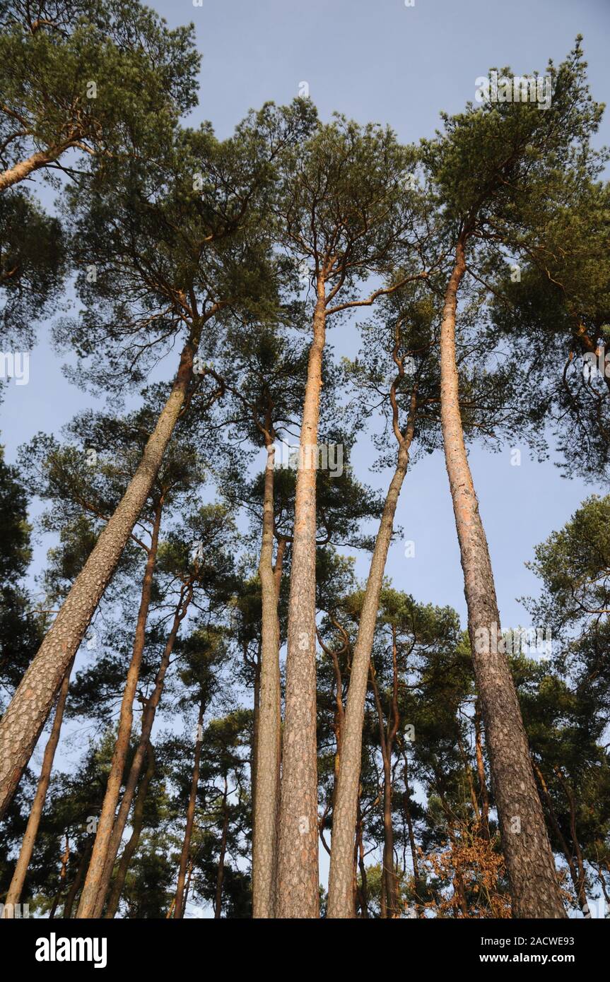 Pinus sylvestris, Waldkiefer, Scots pine Stock Photo - Alamy