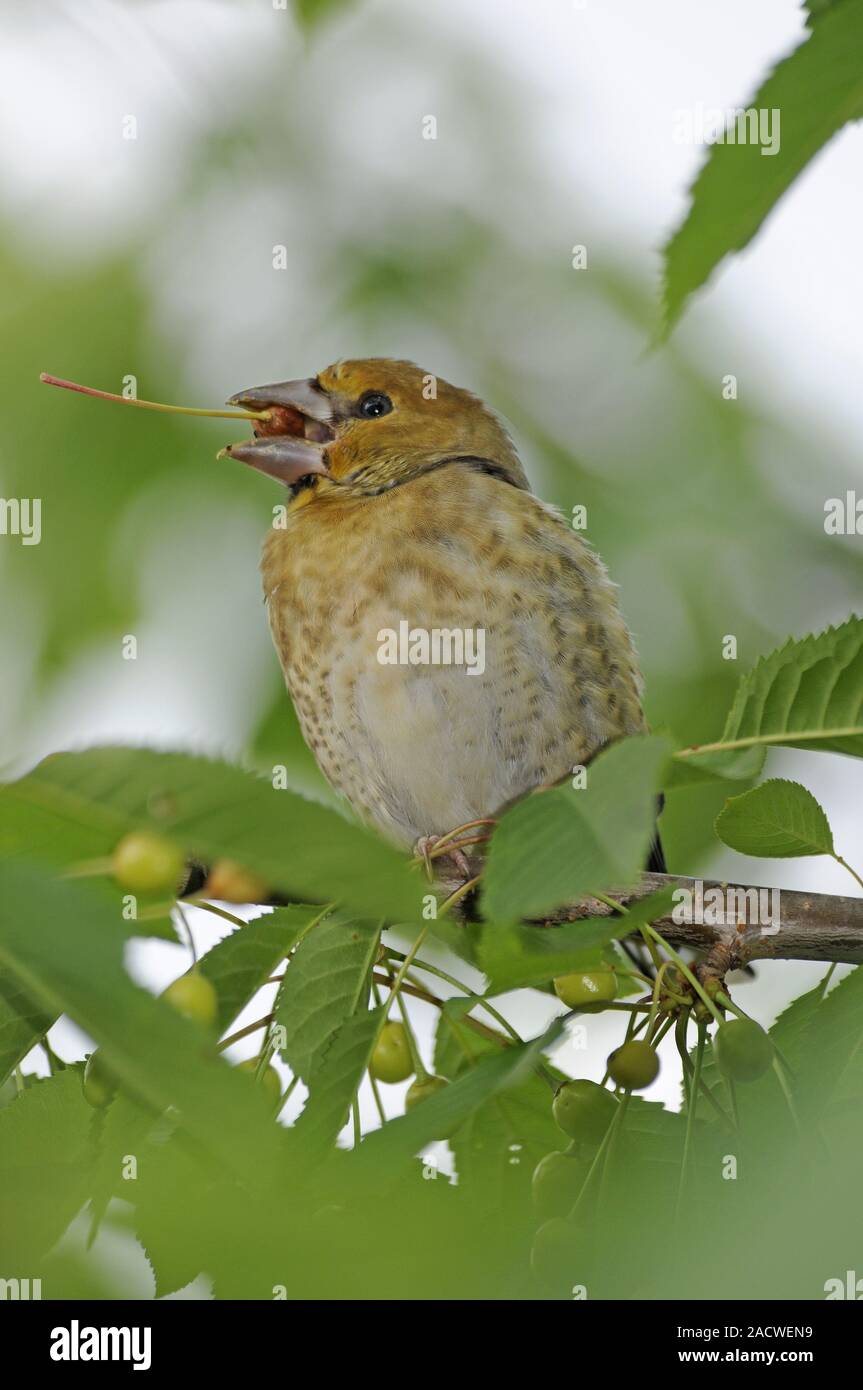Young hawfinch hi-res stock photography and images - Alamy