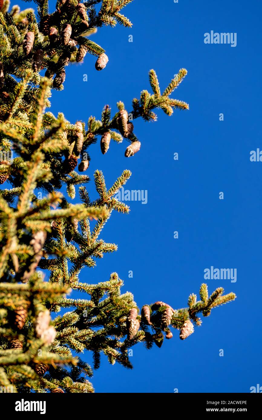 Vegetation cones hi-res stock photography and images - Alamy