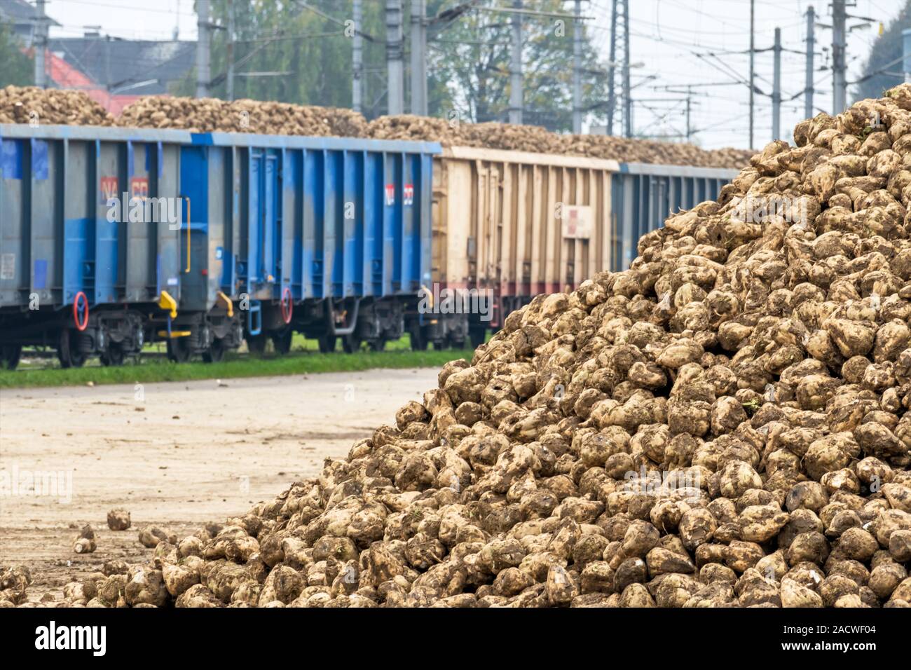 Sugar beet and freight train Stock Photo - Alamy