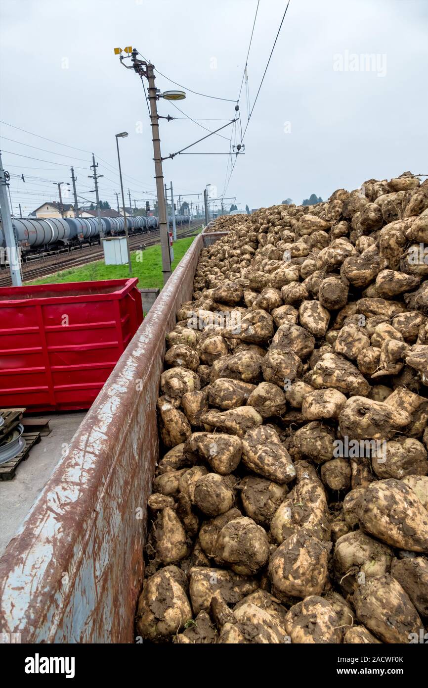 Sugar beet and freight train Stock Photo - Alamy