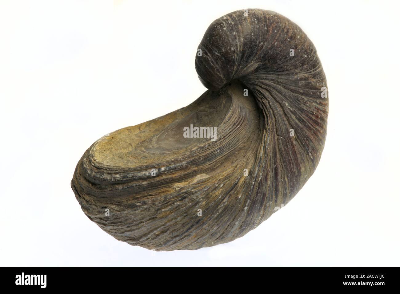 Fossilised Gryphaea arcuata, or 'Devil's Toenail', from Jurassic Lower ...