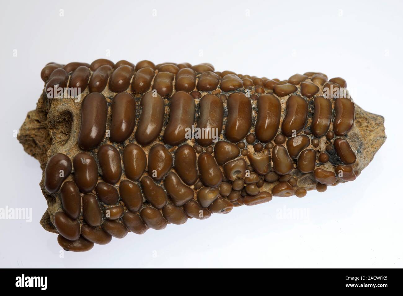 Fossil fish tooth palate. This specimen is from the fish Pycnodus ...