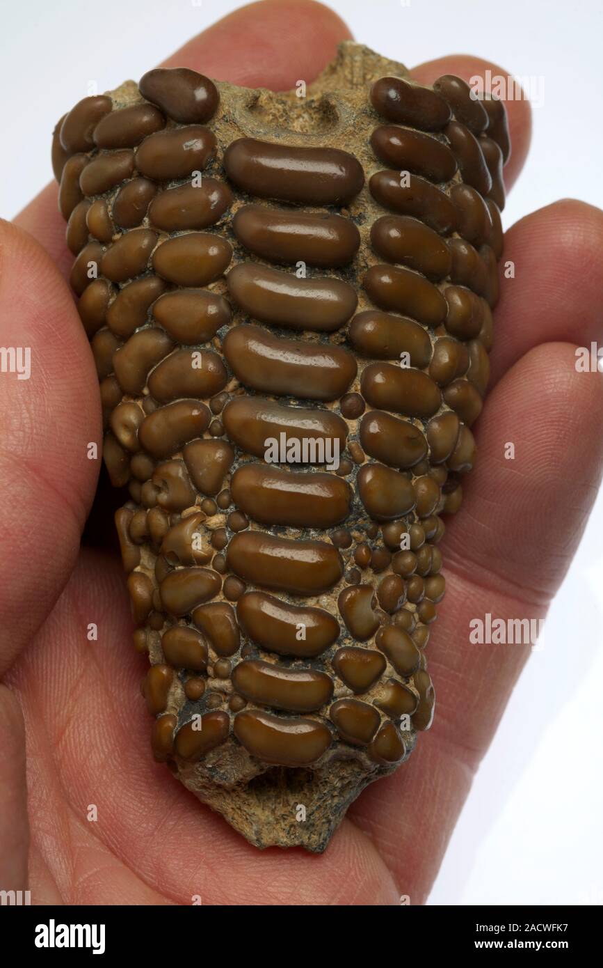 Fossil fish tooth palate. This specimen is from the fish Pycnodus ...