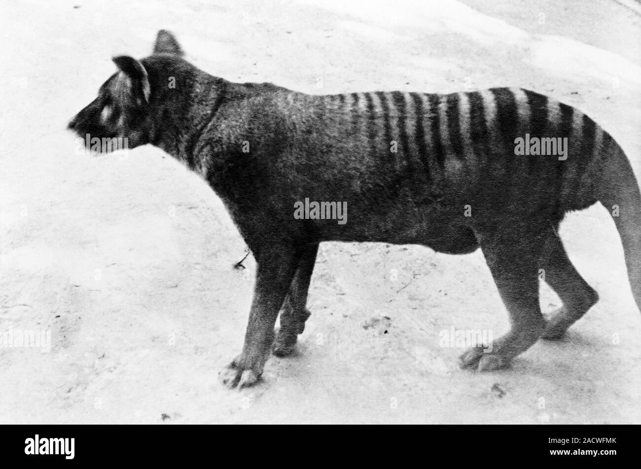 Thylacine, Hobart Zoo, Tasmania. The Thylacine, or Tasmanian Wolf ...