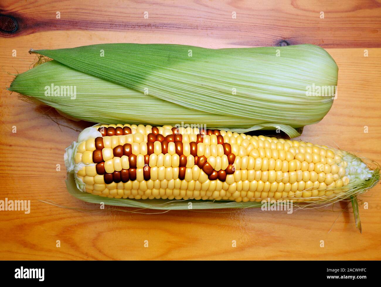 Genetically engineered maize, conceptual image. The modified corn ...