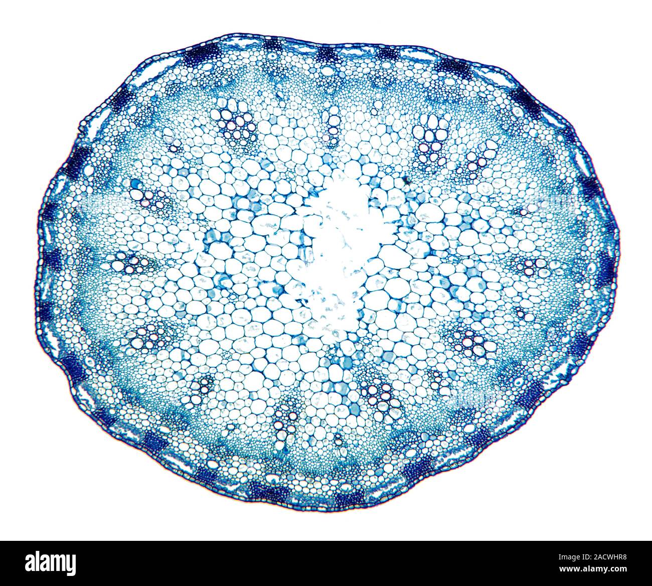Coriander stem. Light micrograph of a section through the stem of a ...