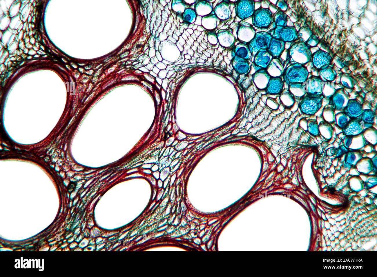 Squash stem. Light micrograph of a transverse section through the stem ...