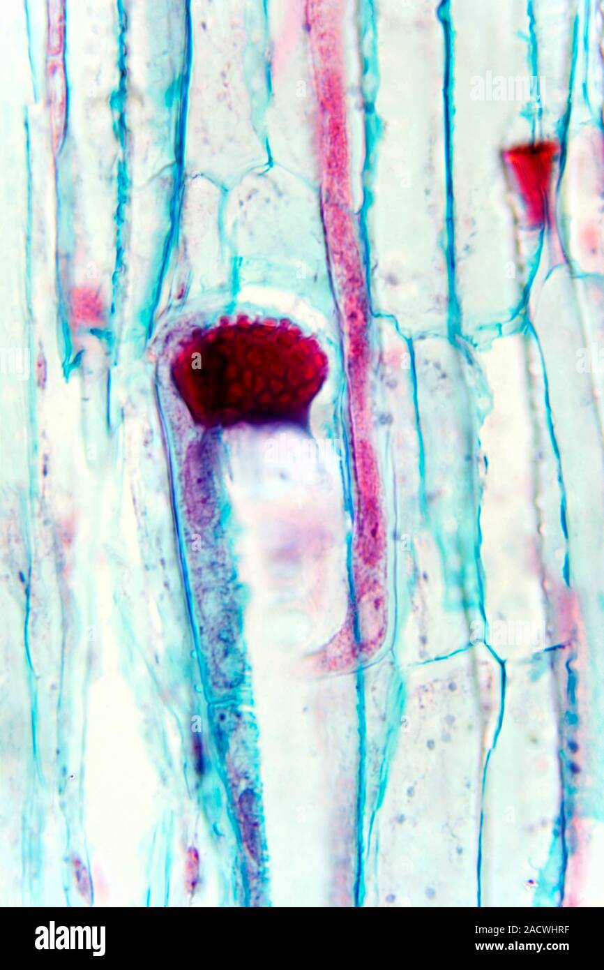 Pumpkin stem. Light micrograph of a section through phloem sieve tubes ...