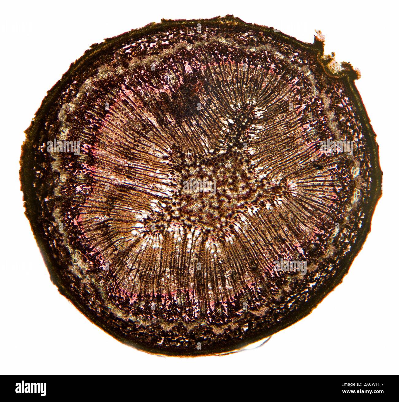 Dicotyledon plant stem. Light micrograph of a section through the young ...
