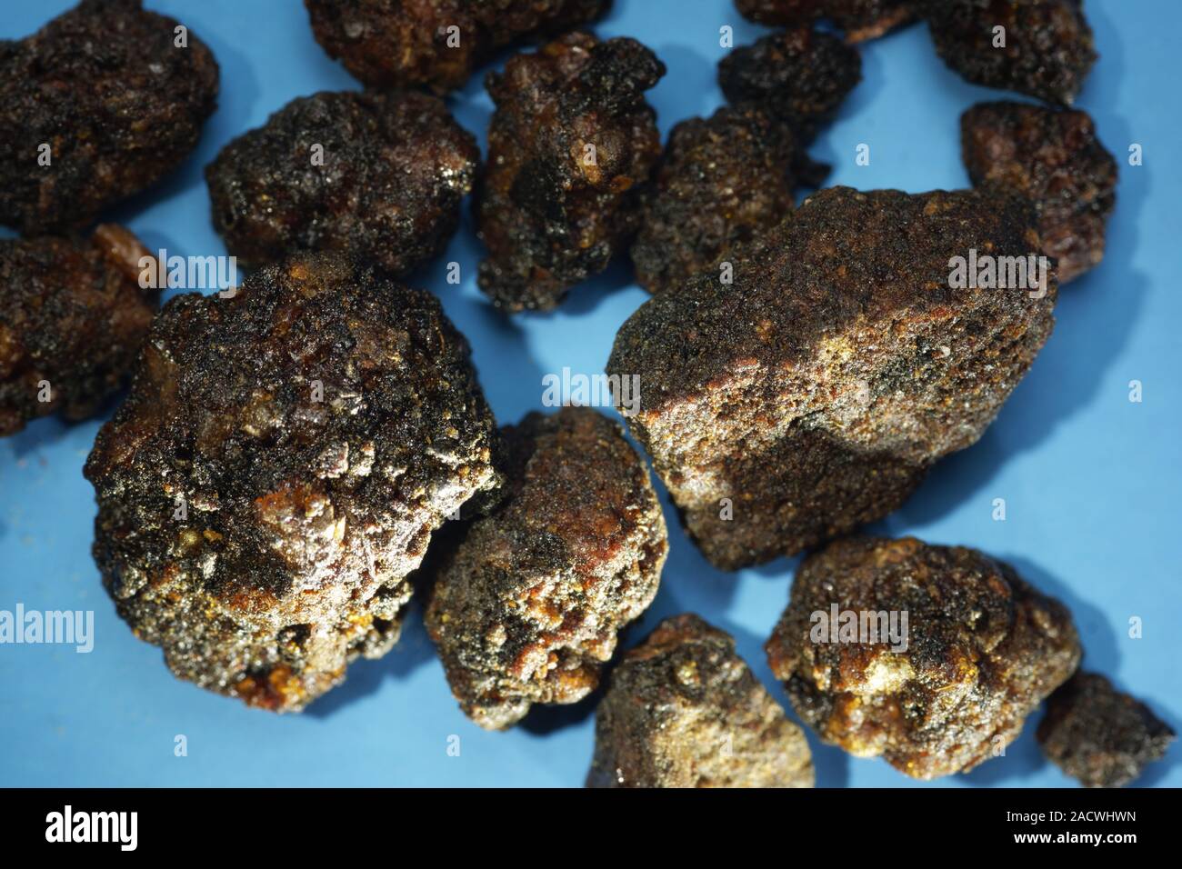 Myrrh tree hi-res stock photography and images - Alamy