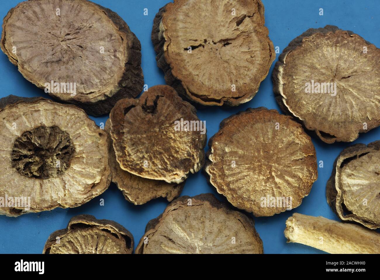 Paeonia rubrae radix hi-res stock photography and images - Alamy