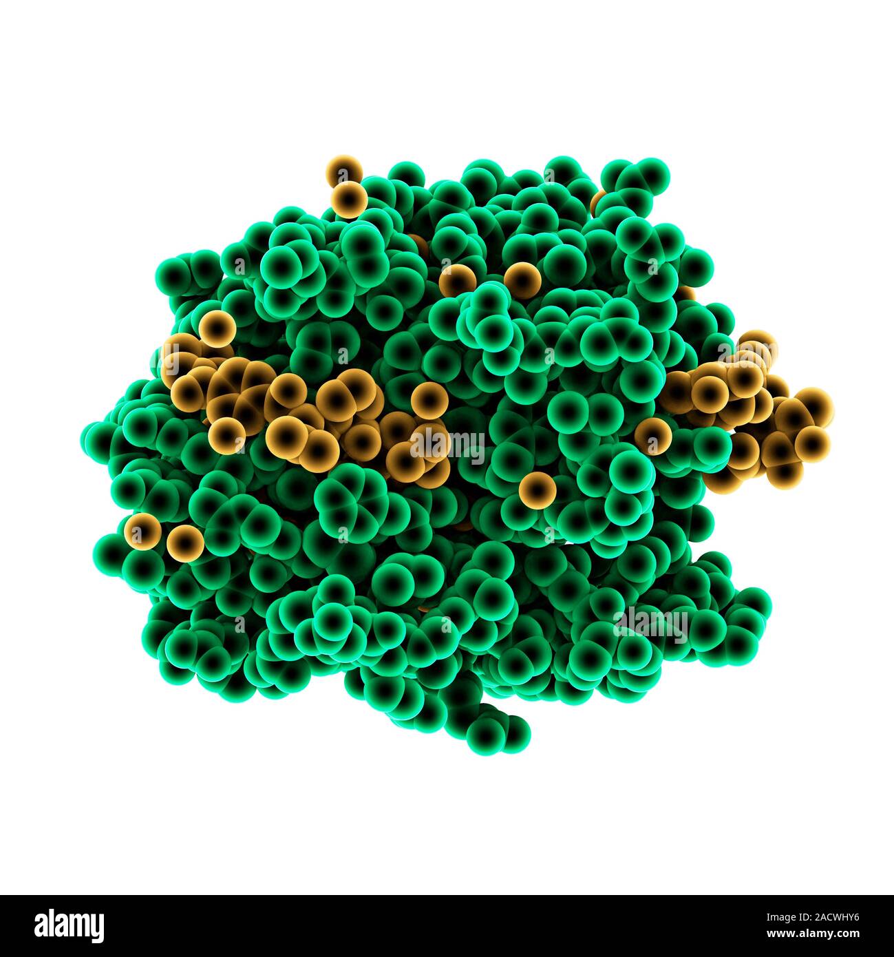Elastase molecule. Computer model of elastase, an enzyme produced in ...