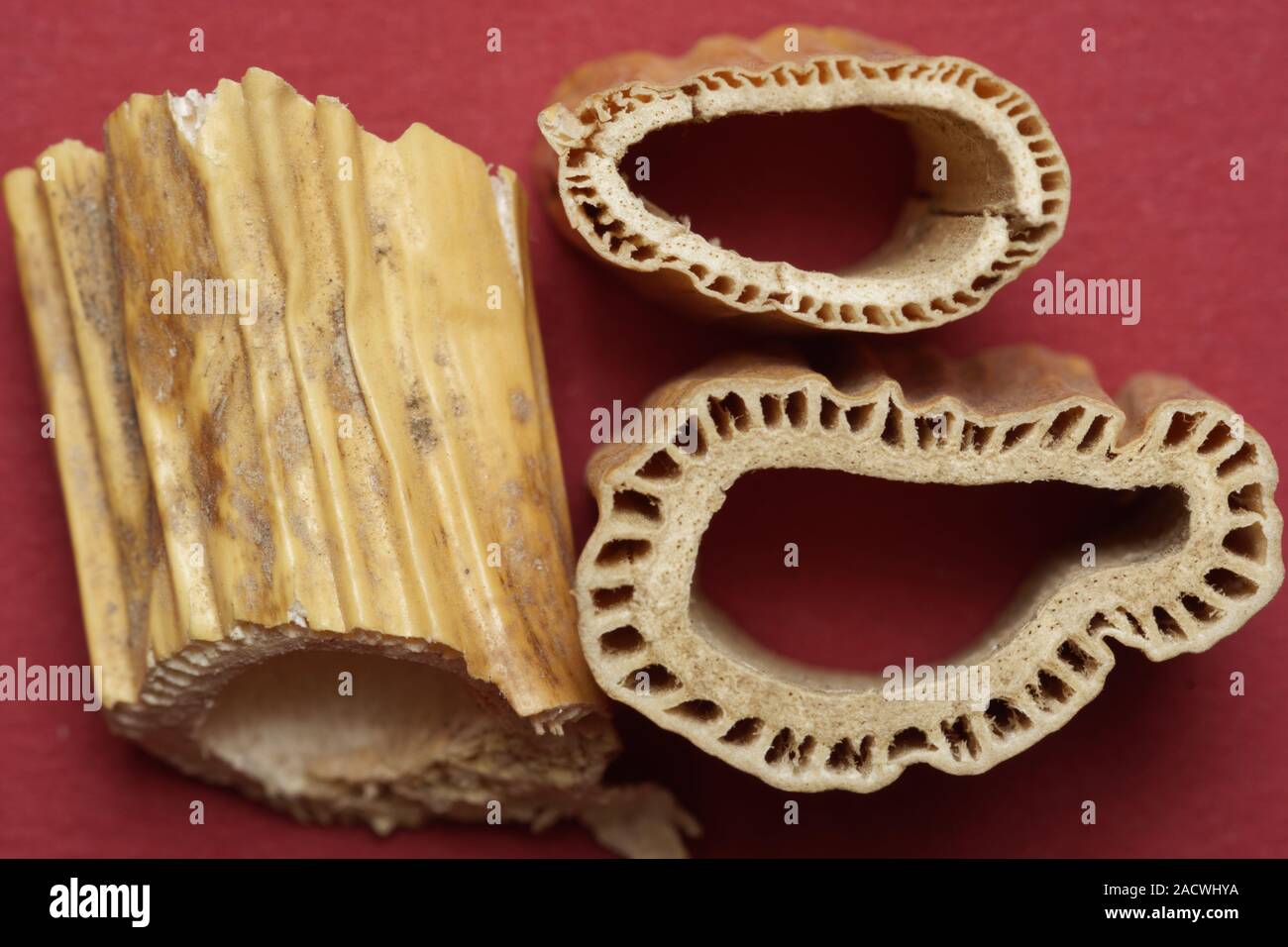 Phragmitis rhizoma, eyes, reed root Stock Photo - Alamy