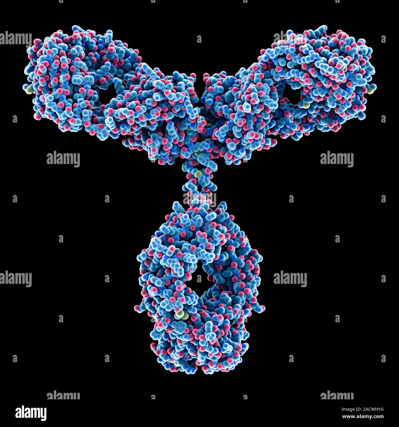 Immunoglobulin G antibody molecule. Computer model of the secondary ...