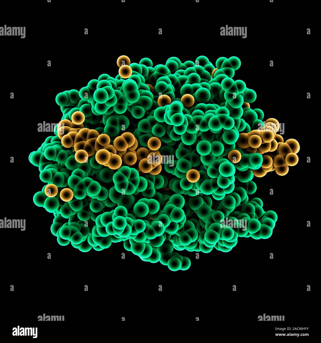 Elastase molecule. Computer model of elastase, an enzyme produced in ...