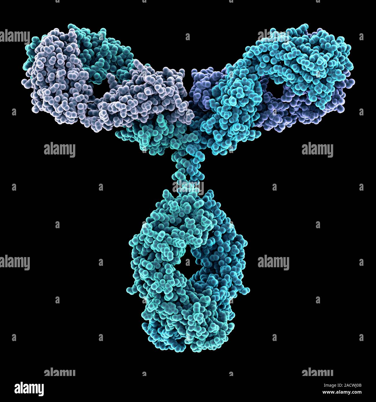 Immunoglobulin G antibody molecule. Computer model of the secondary ...