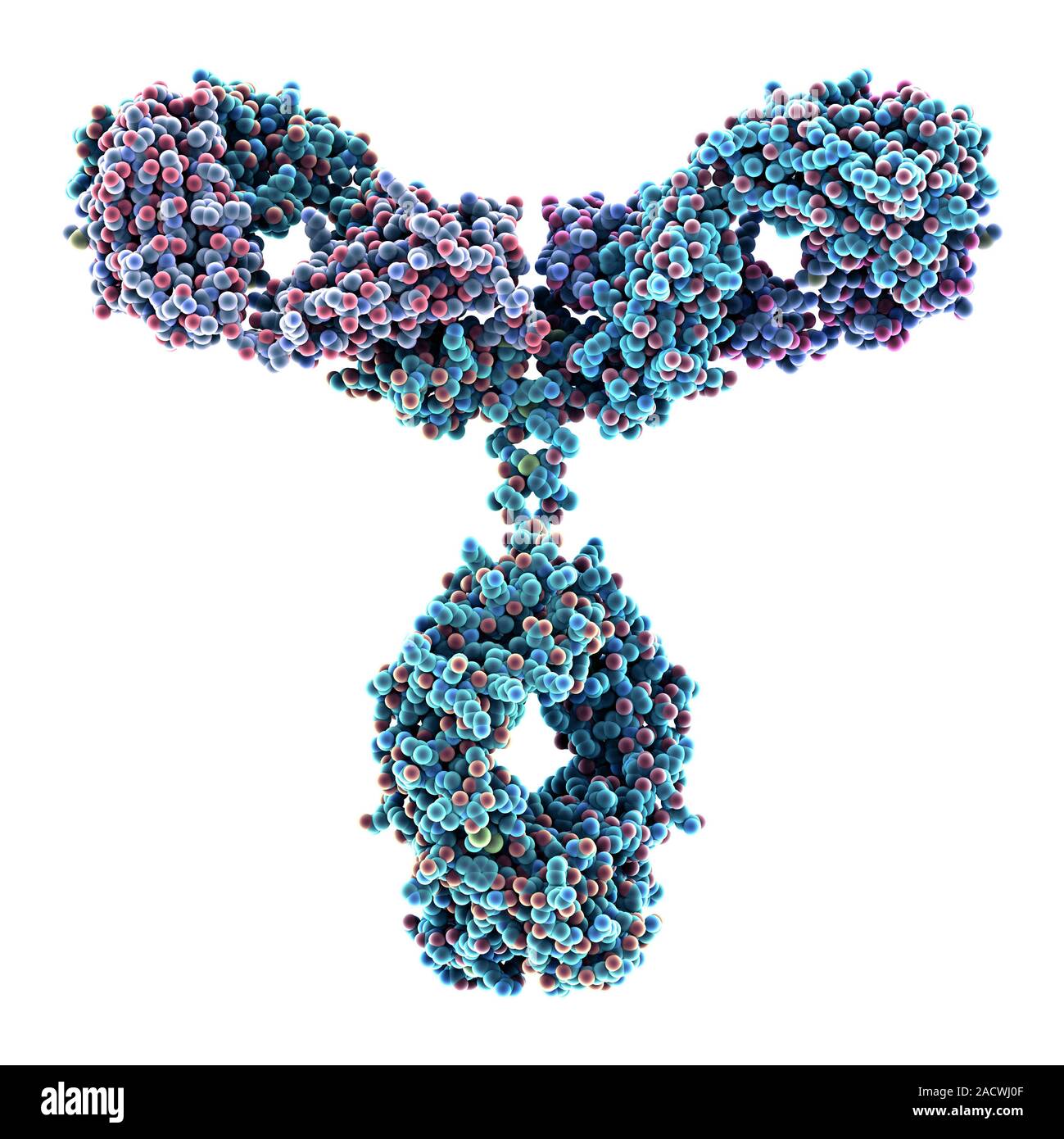 Immunoglobulin G antibody molecule. Computer model of the secondary structure of immunoglobulin ...