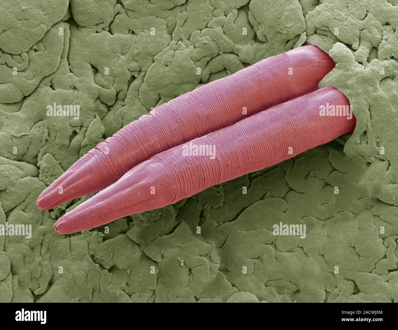 Caenorhabditis elegans worm, coloured scanning electron micrograph (SEM). C. elegans is a soil ...