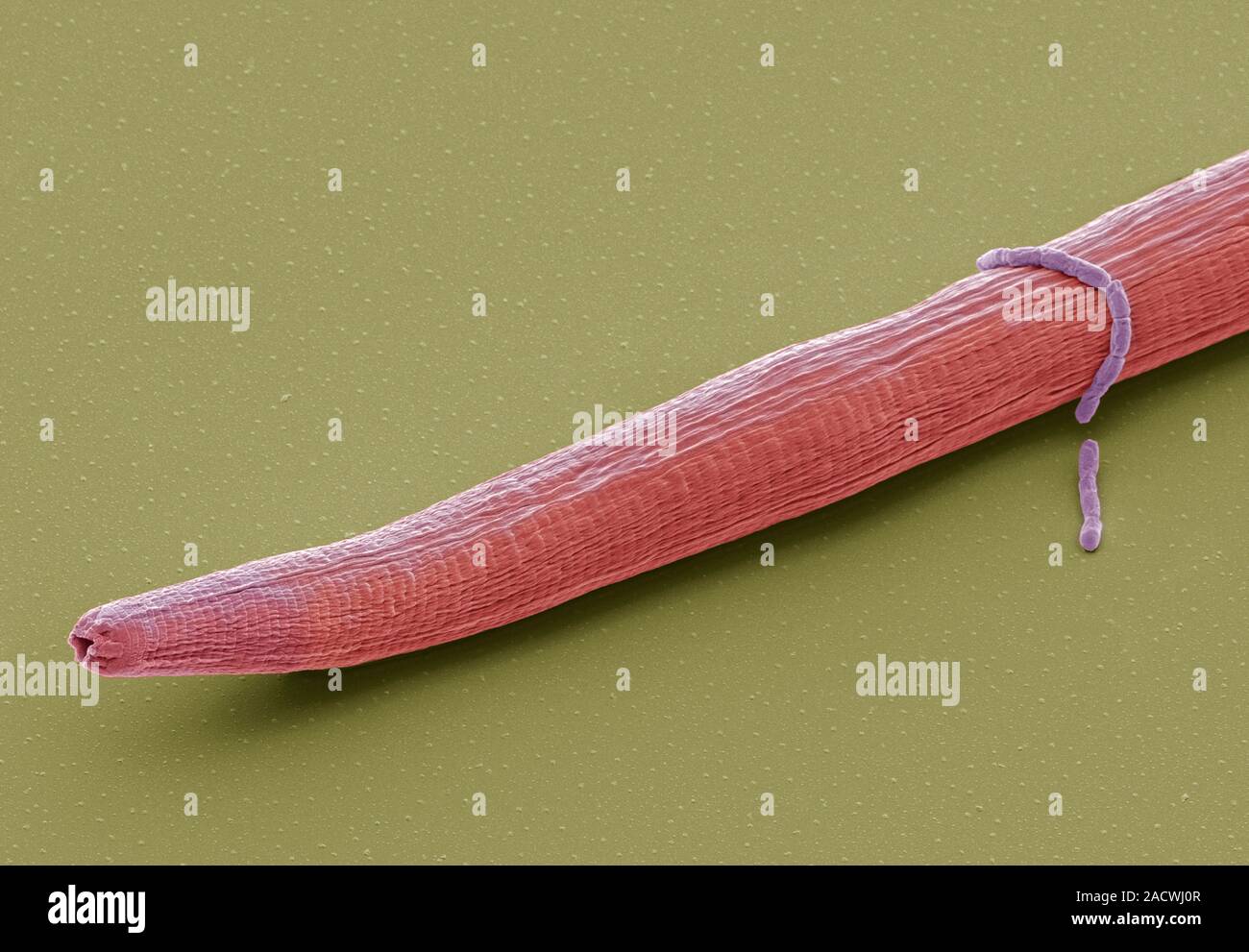 Caenorhabditis elegans worm, coloured scanning electron micrograph (SEM). C. elegans is a soil ...