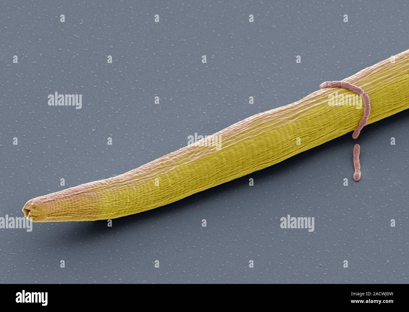 Caenorhabditis elegans worm, coloured scanning electron micrograph (SEM). C. elegans is a soil ...