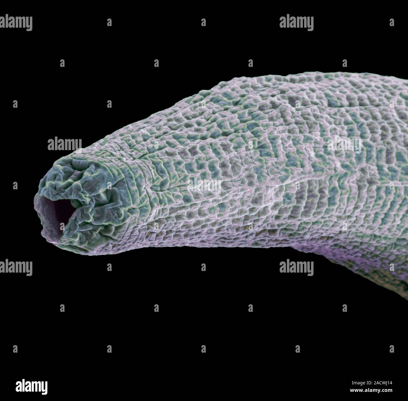Caenorhabditis elegans worm, coloured scanning electron micrograph (SEM). C. elegans is a soil ...