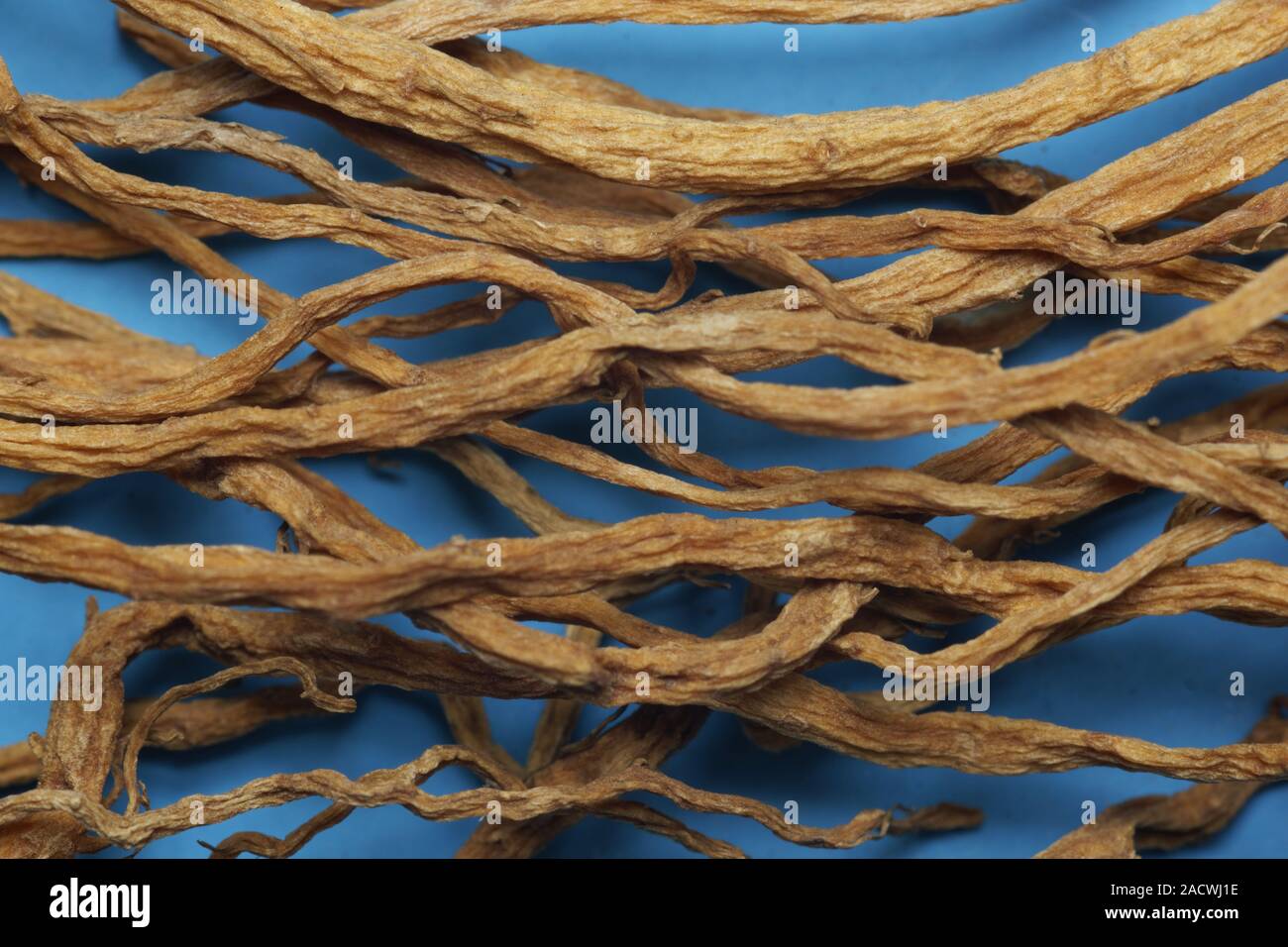 Gentianae radix hi-res stock photography and images - Alamy