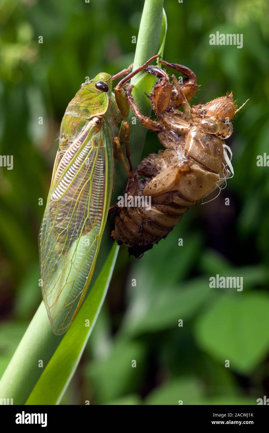 A recently emerged adult Green Grocer cicada, Cyclochila australasiae ...