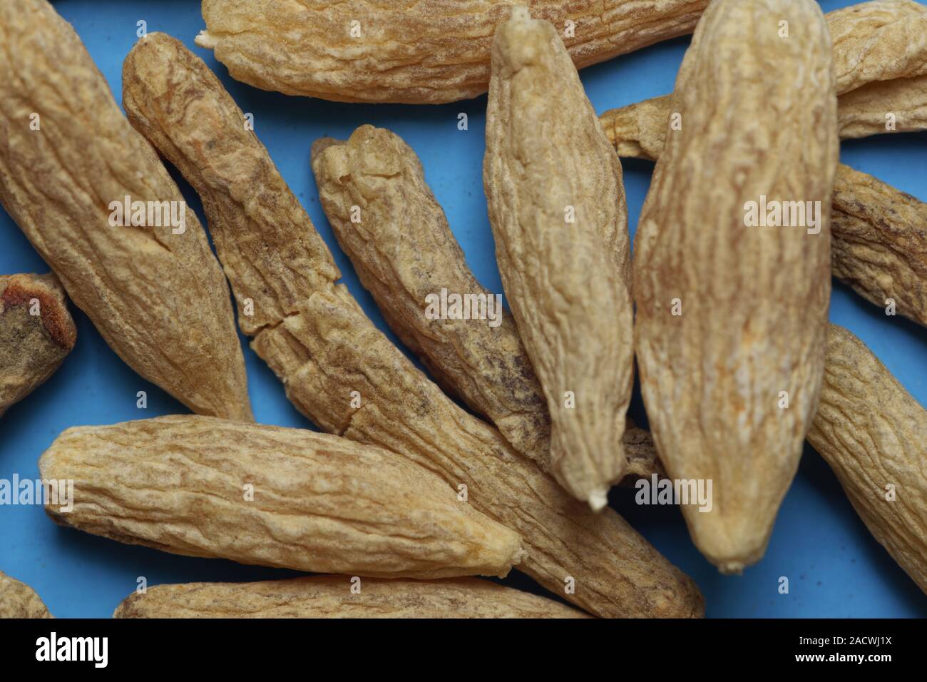 Ophiopogonis radix, snake beard root, Maimendong Stock Photo - Alamy