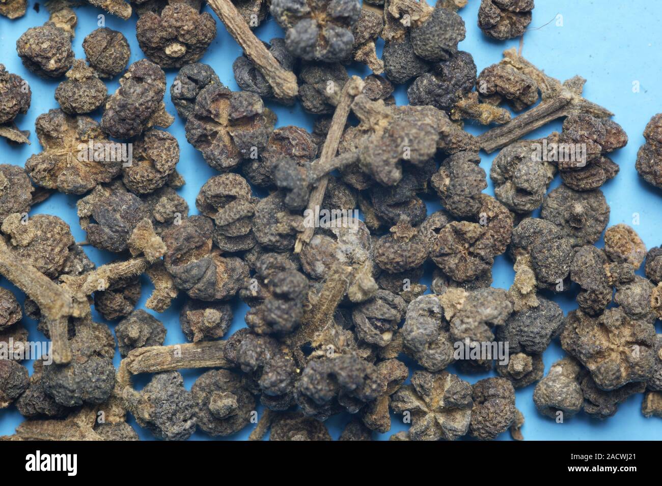 Fructus hi-res stock photography and images - Alamy