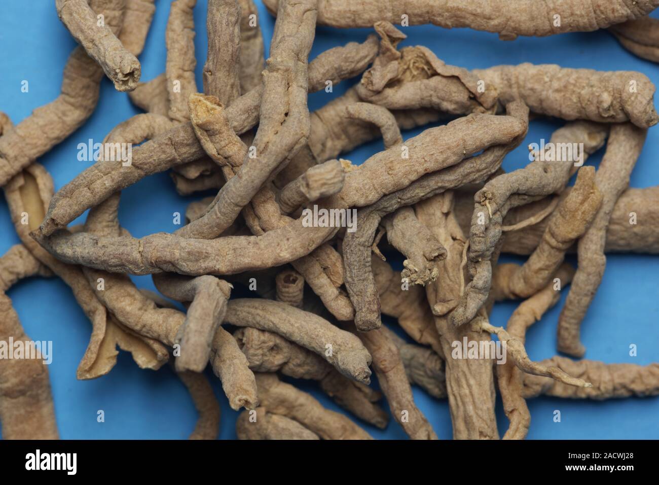 Lumbricus, Dilong, Earthworm Stock Photo - Alamy