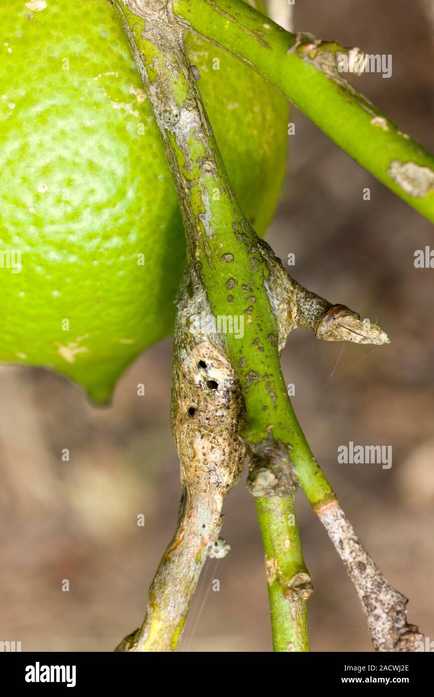 A branch of a lemon tree, Citrus limon, showing damage caused by the ...