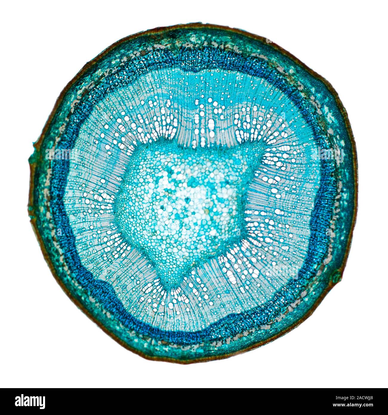 Grapevine stem. Light micrograph of a section through the one-year-old ...
