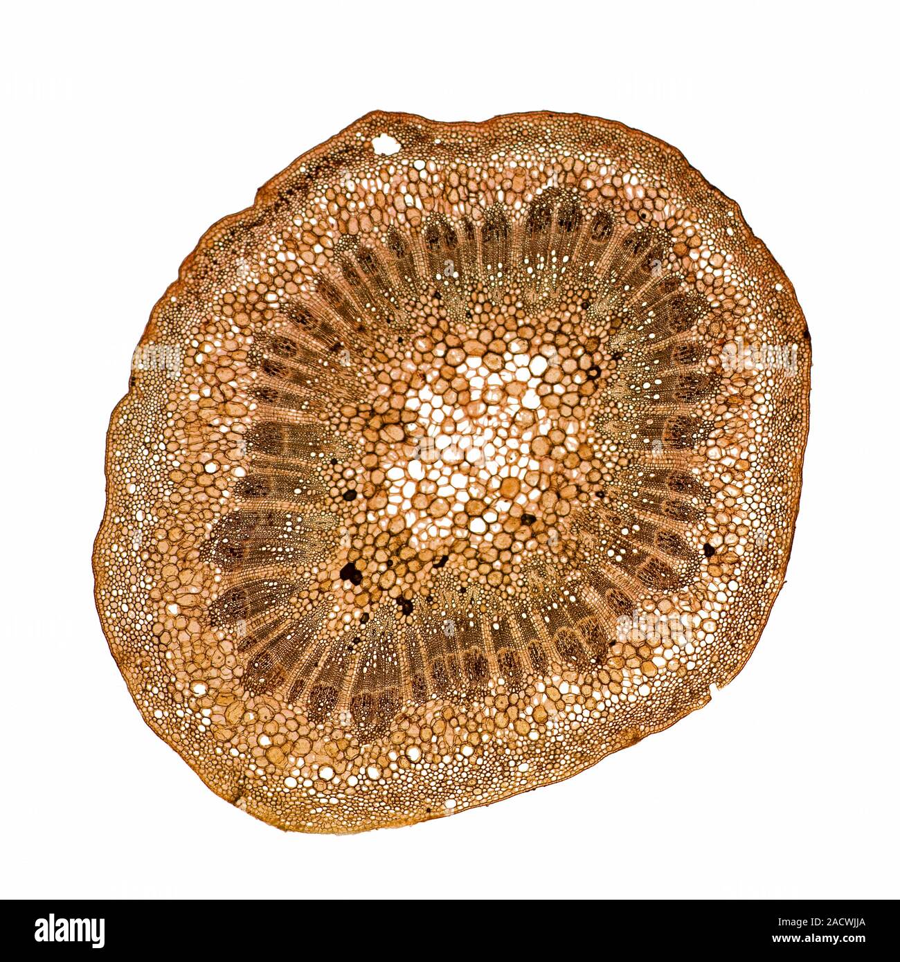 Grapevine stem. Light micrograph of a section through the stem of a ...