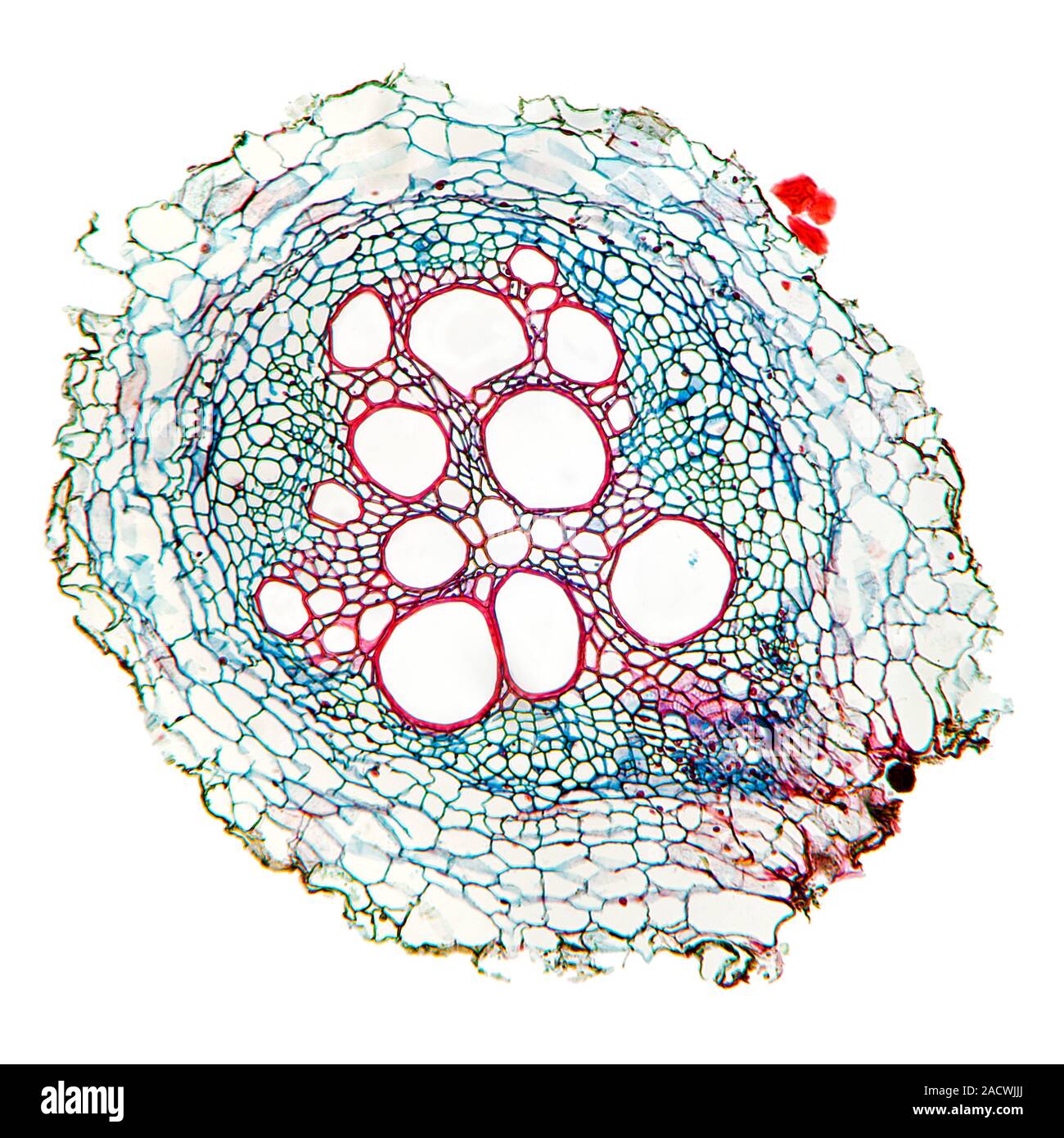 Sunflower root. Light micrograph of a transverse section through the ...