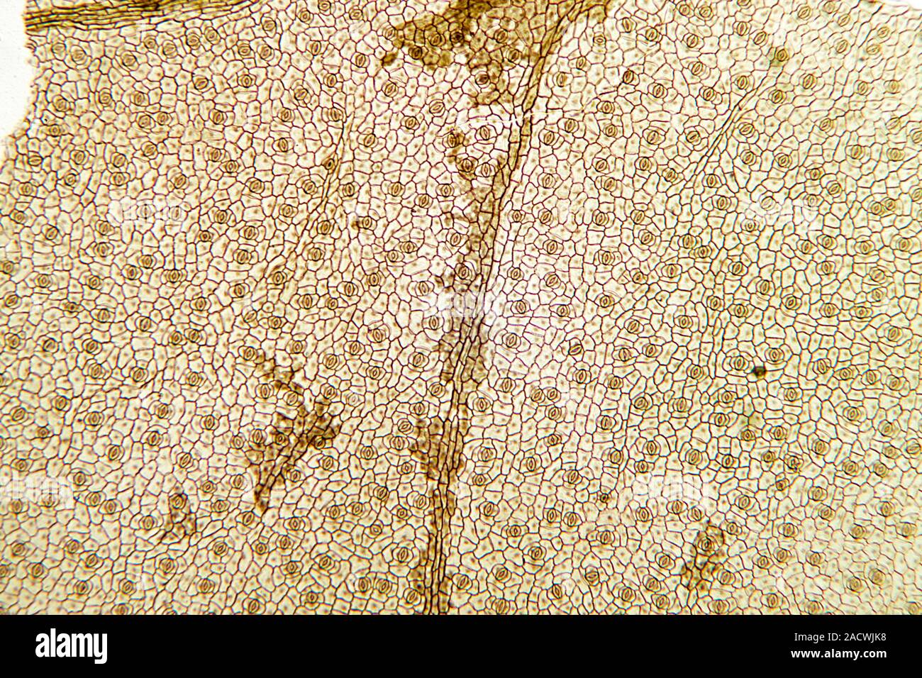 Arum leaf surface. Light micrograph of a section through the lower ...