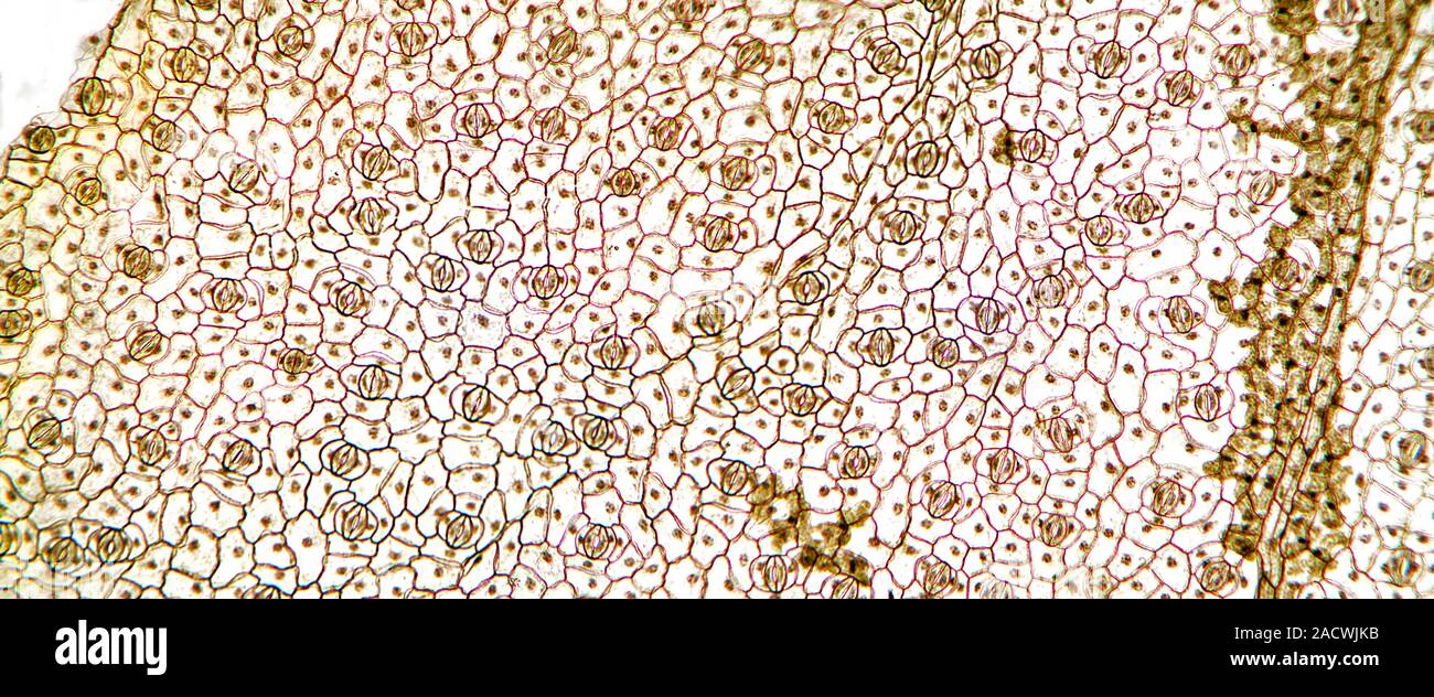 Arum leaf surface. Light micrograph of a section through the lower ...