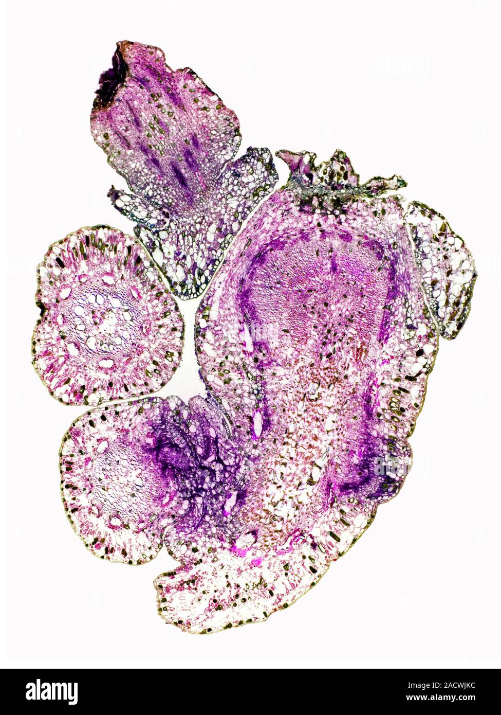 Parasitic vine stem. Light micrograph of a section through the stem of ...