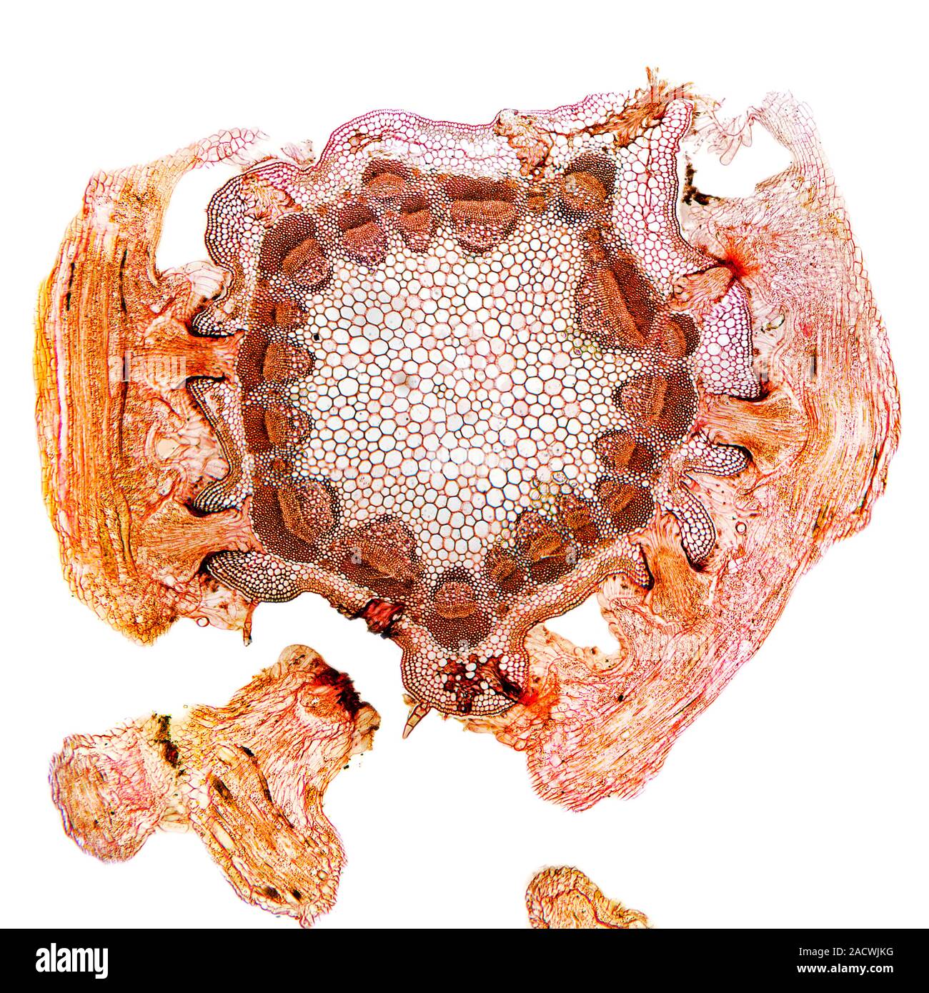 Parasitic plant stem. Light micrograph of a section through the stem of ...