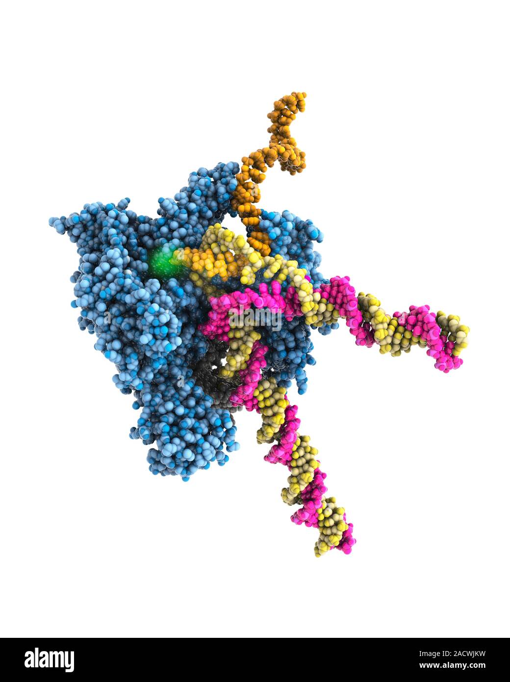 Rna Polymerase Ii Molecular Model Showing The Structure Of The Enzyme