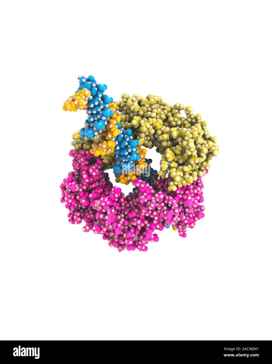 DNA bound to DNA clamp. Molecular model of the beta clamp polymerase ...