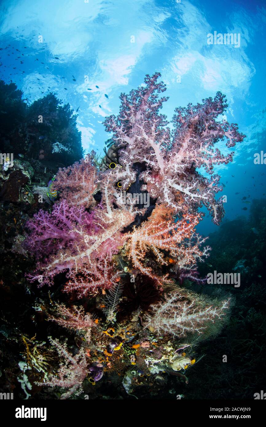 Coral reef. Soft coral colonies growing on a reef off the island of ...