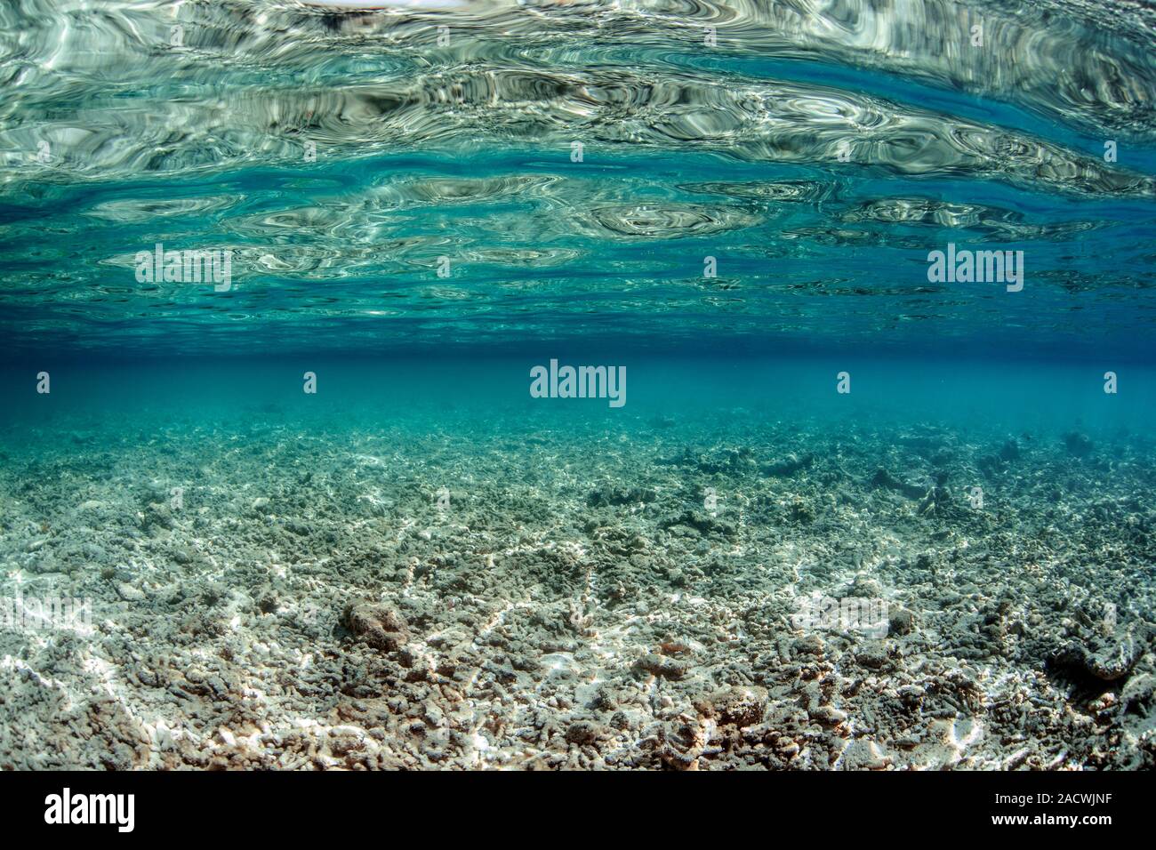 Dead coral reef. Lifeless rubble on the seabed where a healthy coral ...