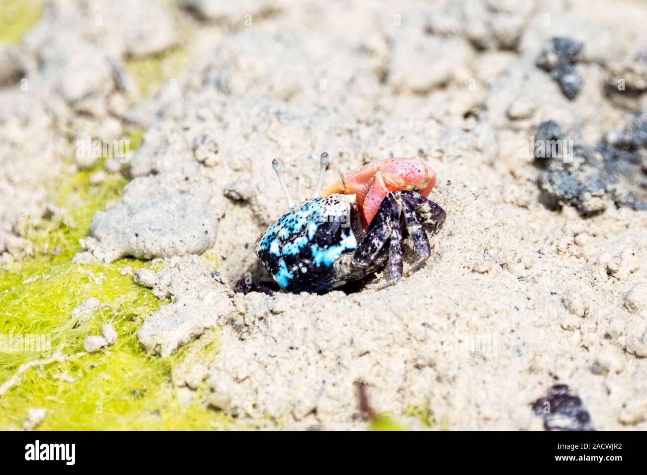 Colorful fiddler crab with big claw standing on muddy ground, Zanzibar ...