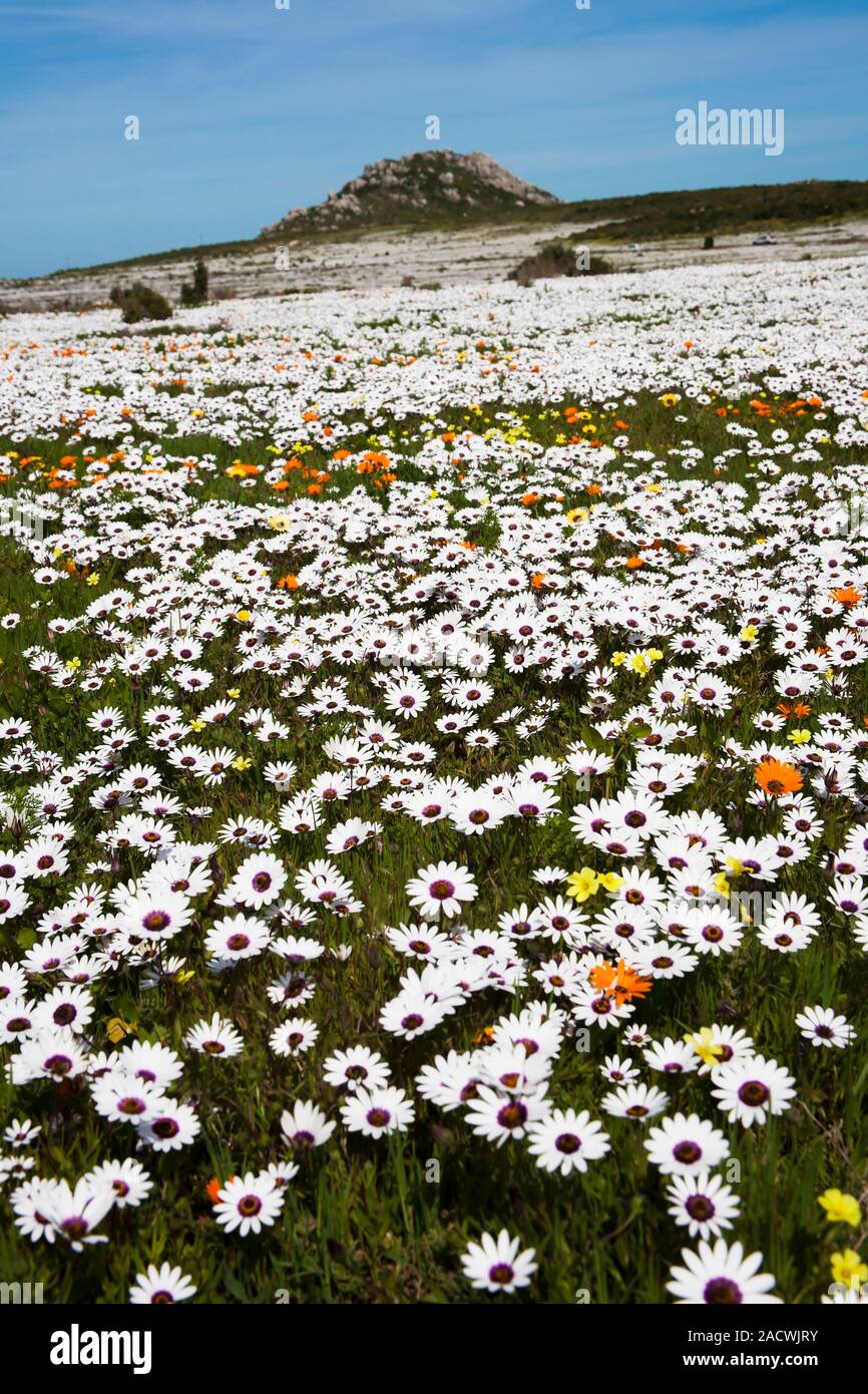 Spring Wild Flowers, West Coast, South Africa. The Western Cape is well ...